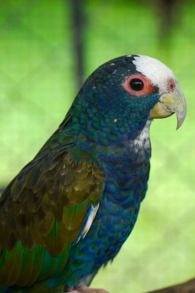 Home | Rescue Center Costa Rica