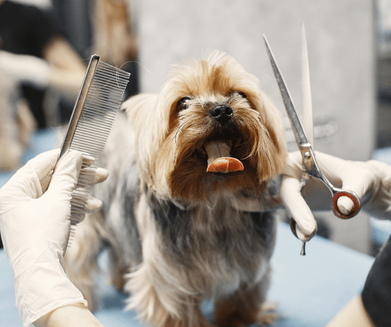 Rdv en ligne avec un toiletteur | Muzzle Pets