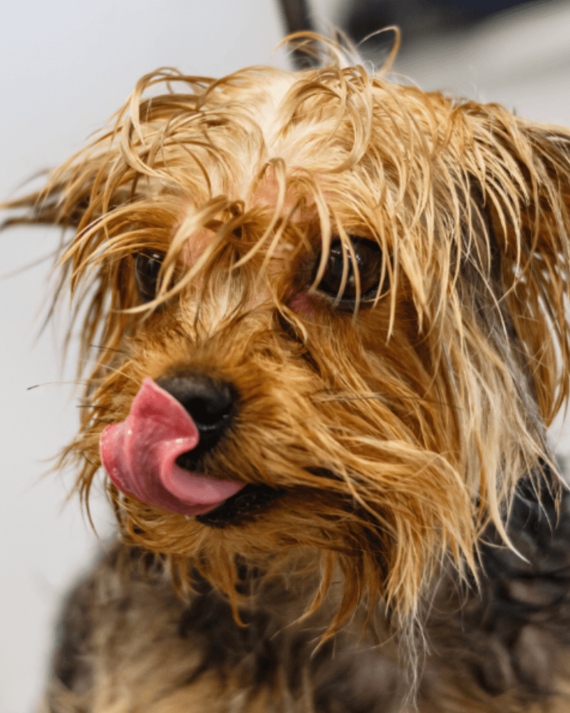 Toiletteur - Rendez-vous en ligne | Muzzle Pets