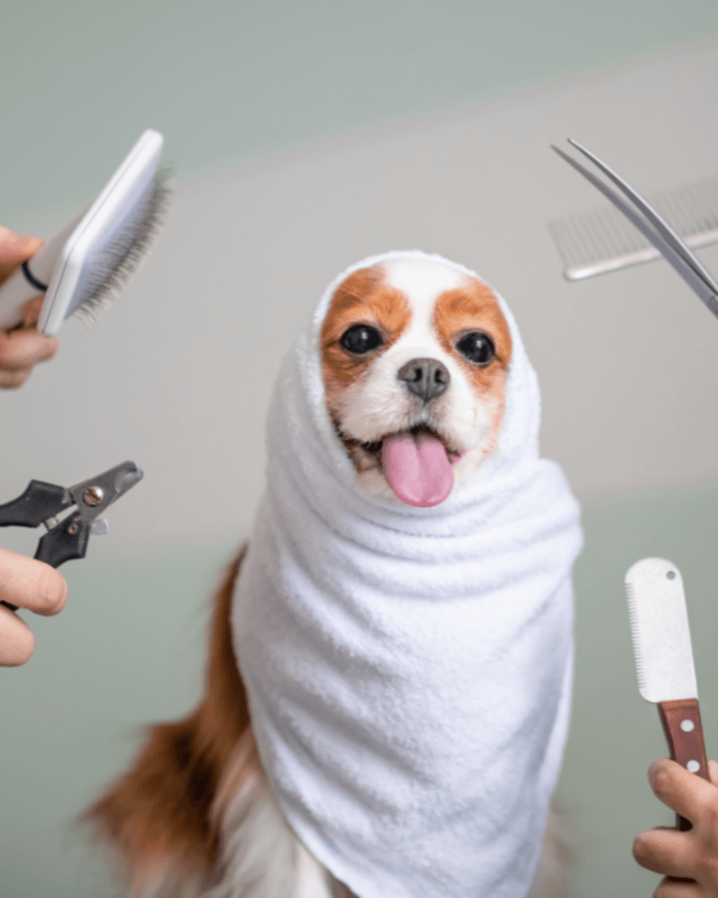 Toiletteur - Rendez-vous en ligne | Muzzle Pets