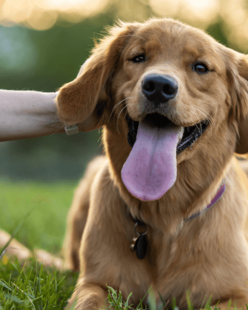 Pension pour chien - Réservation en ligne | Muzzle Pets