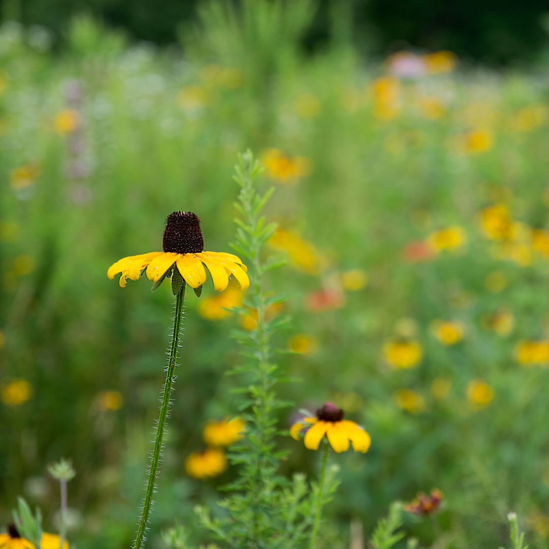 Cincinnati Nature Center | Hike. Discover. Play.