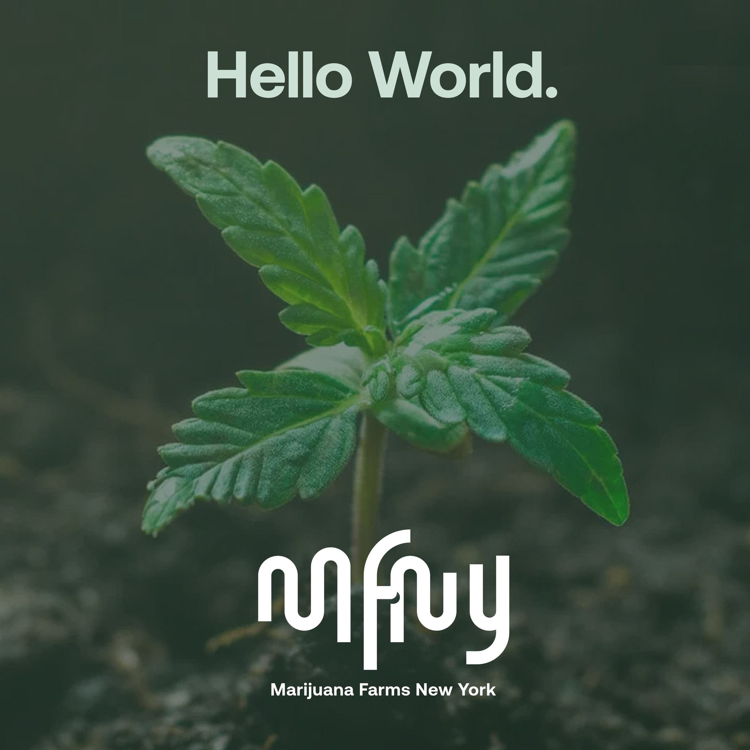 Hello World! MFNY - Marijuana Farms New York is by New Yorkers, for New Yorkers | MFNY Blog