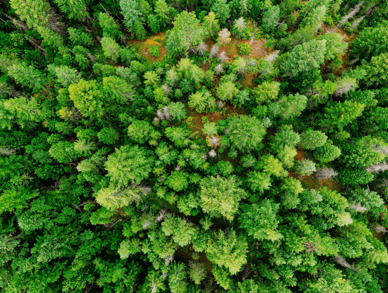 Home | Vibrant Planet | Wildfire & Landscape Resilience
