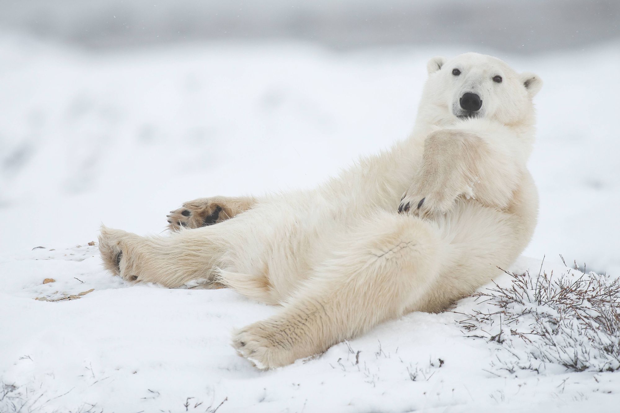 Ultimate Polar Bear Adventure | Explore Churchill with Lazy Bear ...
