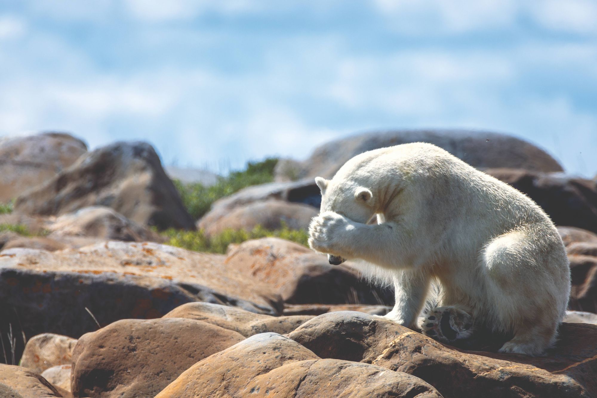 Ultimate Bears and Belugas Summer Adventure | Explore Churchill with ...