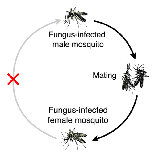 Could malaria mosquitoes be controlled by periodic releases of ...