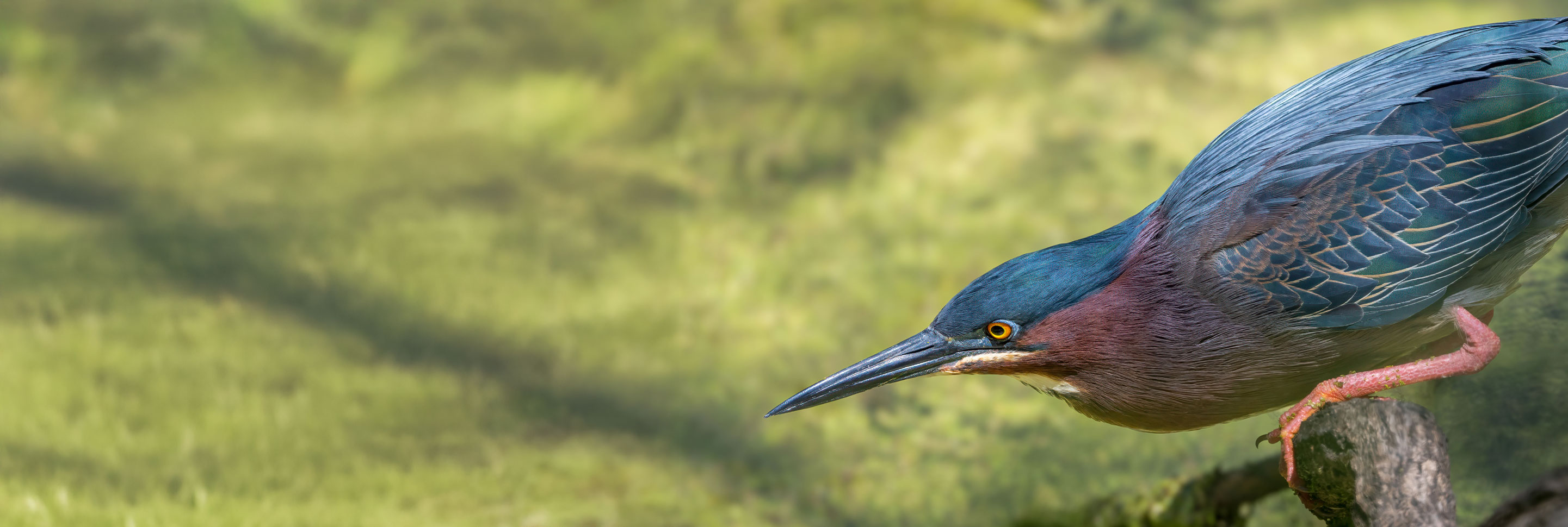 Cincinnati Nature Center | Birding Through the Seasons: Discover the ...