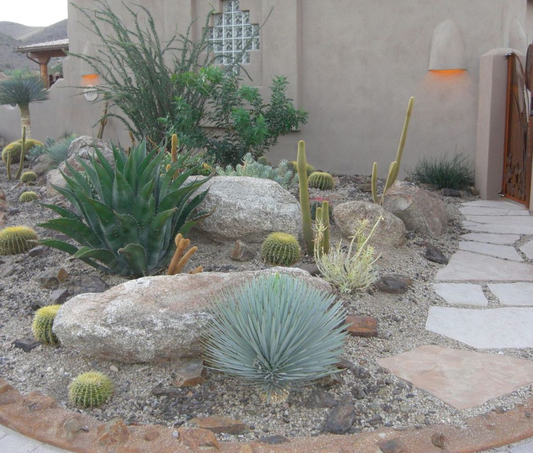 Top 5 Drought-Tolerant Plants for Phoenix