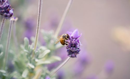 React DOCX editor: In-browser Word editing