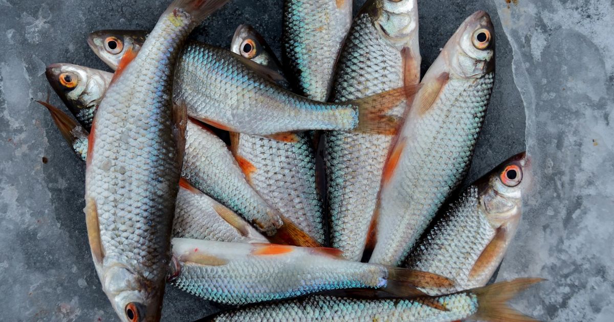 Olive Dreaming Blog | Unlocking the Mysteries of Fish Dreams: Exploring ...