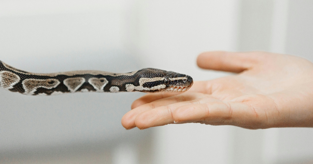 Olive Dreaming Blog | Snake Chasing Dream Meaning: What It Means When a ...