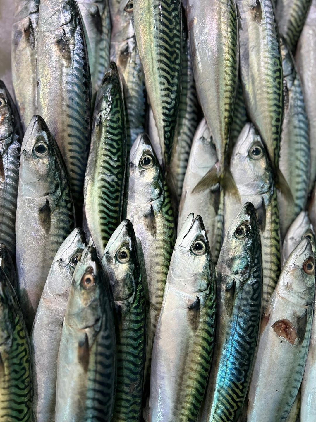 The Ultimate Guide to Tinned Mackerel | Tinned Fish Club