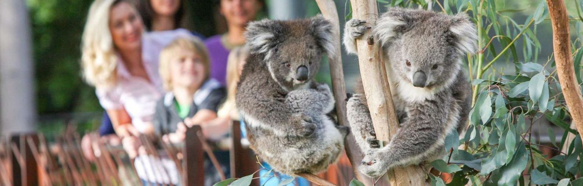 Firefly Express Bus to Sydney, Melbourne and Adelaide