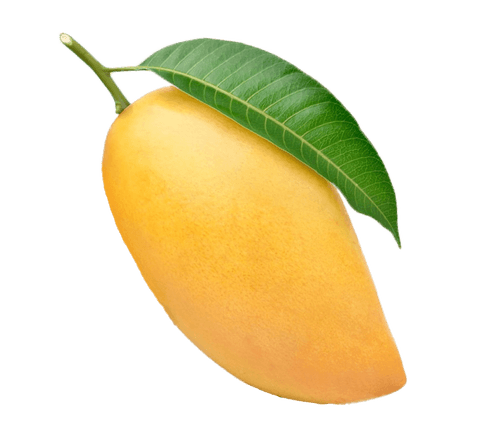 Scotty Bon's Grill | Authentic Caribbean Flavors & Good Vibes