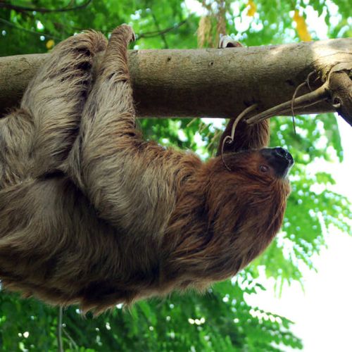 Rainforest Pyramid Moody Gardens Galveston Texas