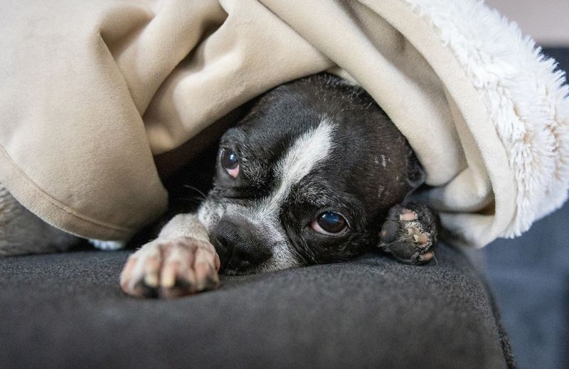 Hamilton/Burlington SPCA | An Animal Welfare Charity