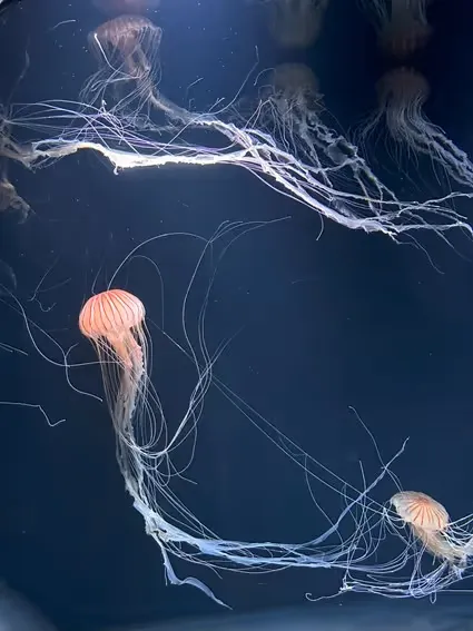 【ノーコードで実現】PDFを自動作成してBoxに格納する方法 | Yoom