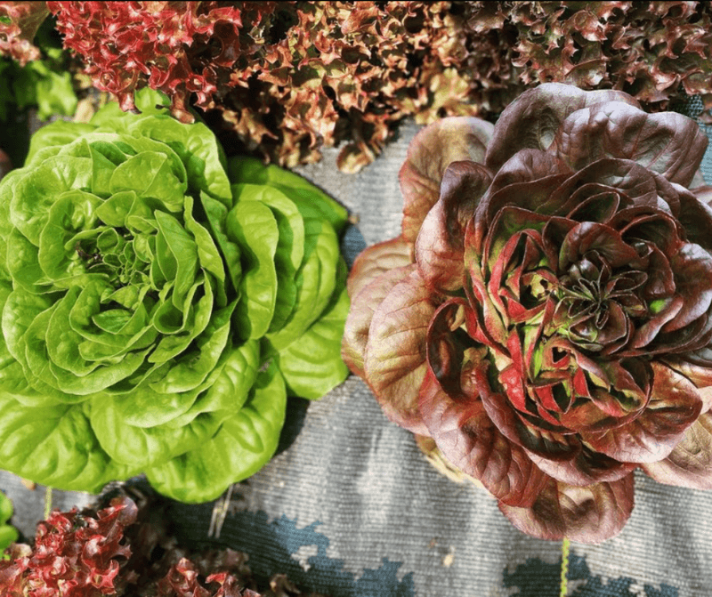 Deep Roots Farm | Upper Marlboro, MD