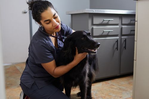 Get the Coverage You Need with Roo Veterinary Relief Services