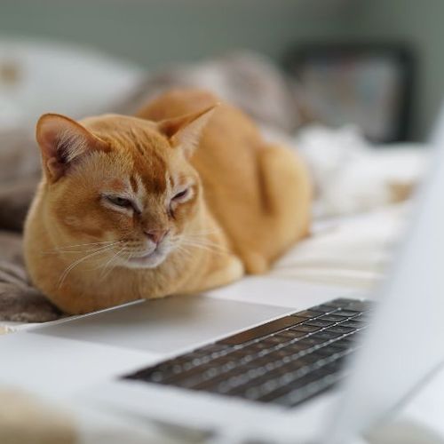 Washington Veterinary License Guide: How to Apply | Roo.Vet