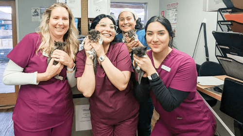 ScribbleVet Blog | Transform Your Veterinary Practice With AI