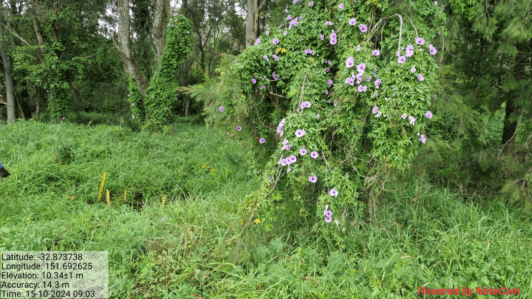 Fighting the Vine: How Invasive Weed Control is Bringing Life Back to ...