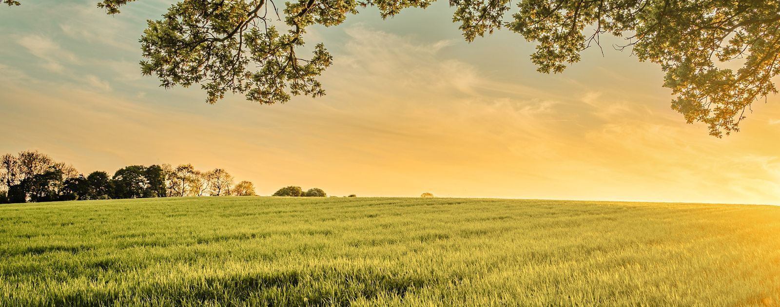 About Flax Farm: A Family Legacy of Sustainable Animal Bedding Solutions