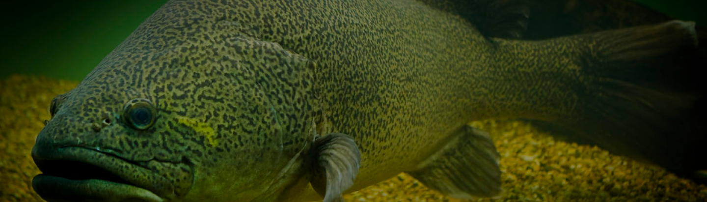 NFRS — Recovery Reaches