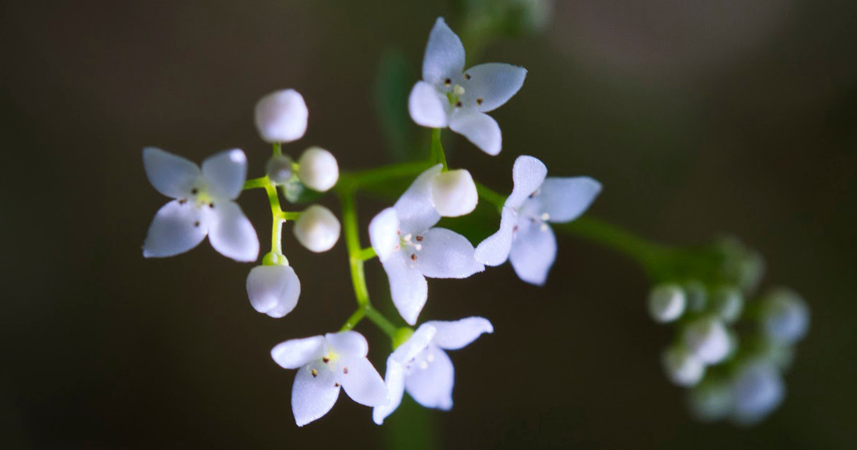 The Krier: Barbara Joan Emery (nee Stickley) (June 15, 1943 — Aug. 20 ...