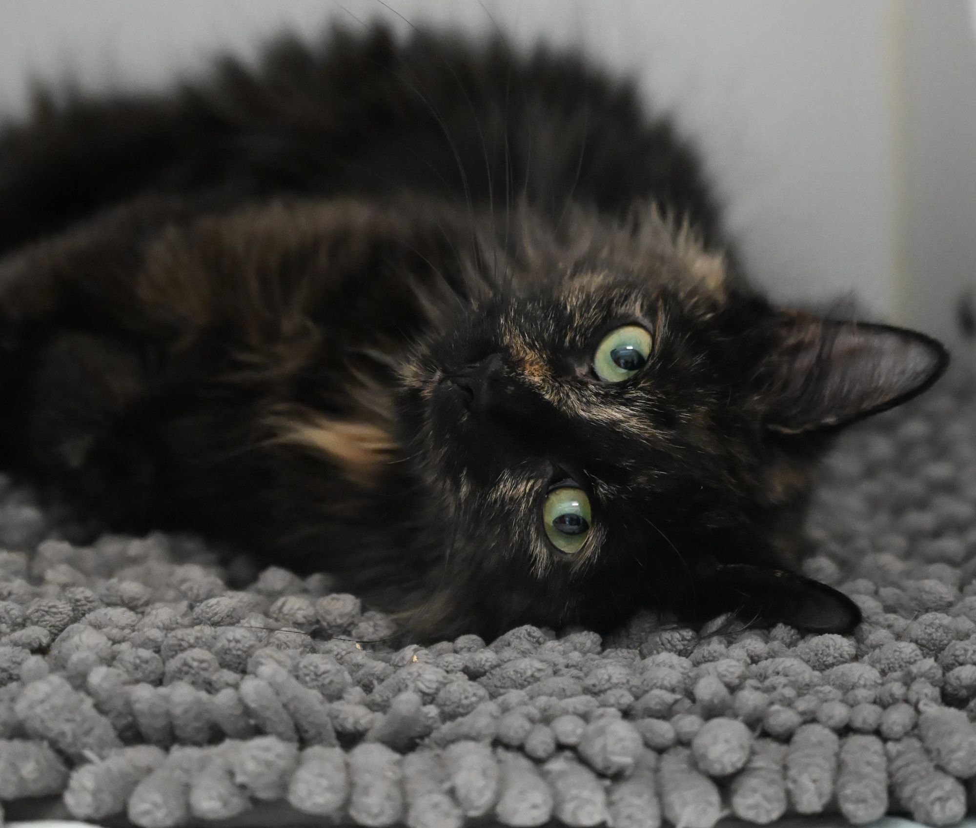 Animal Care & Control