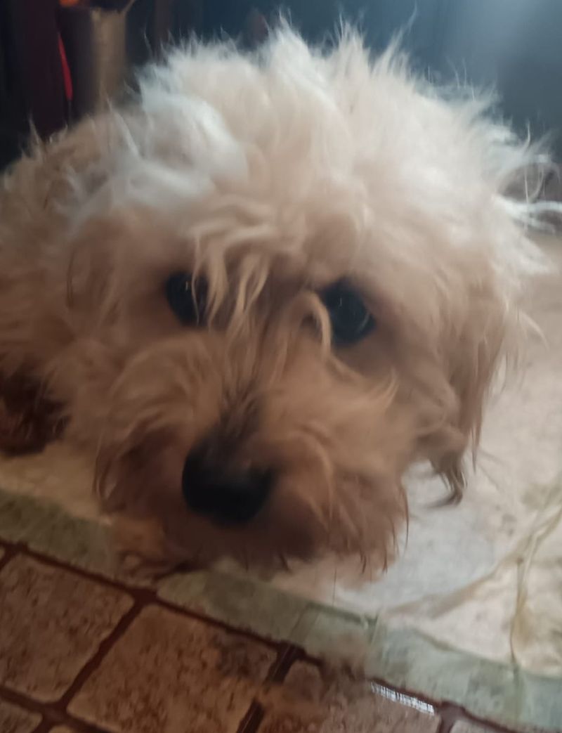 Bobble sucht Zuhause | Tierschutz mit Herz e.V.