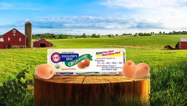 The Power of 6-Second Video Ads: Types and Inspiring Examples | Social ...