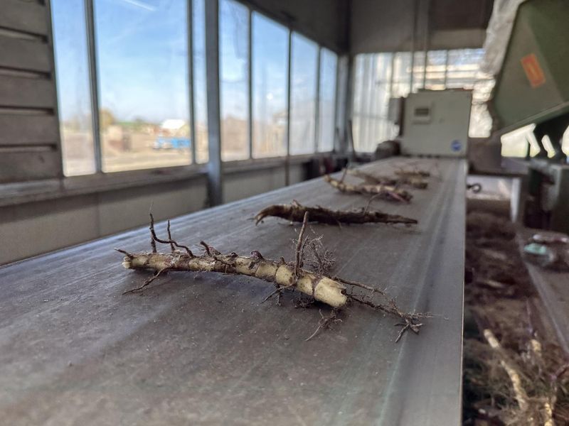 Mammoetgras Wereldwijd — De groene revolutie