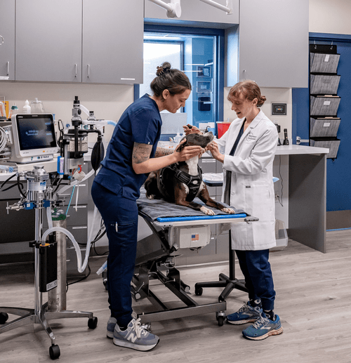 Animal Eye Care Specialists in Newton, MA – Veterinary Eye Center