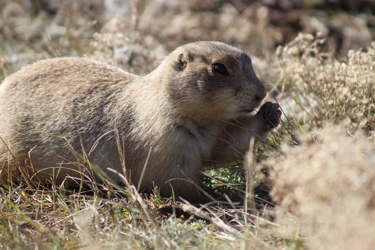 Gopher Removal & Control Services In Las Vegas, NV