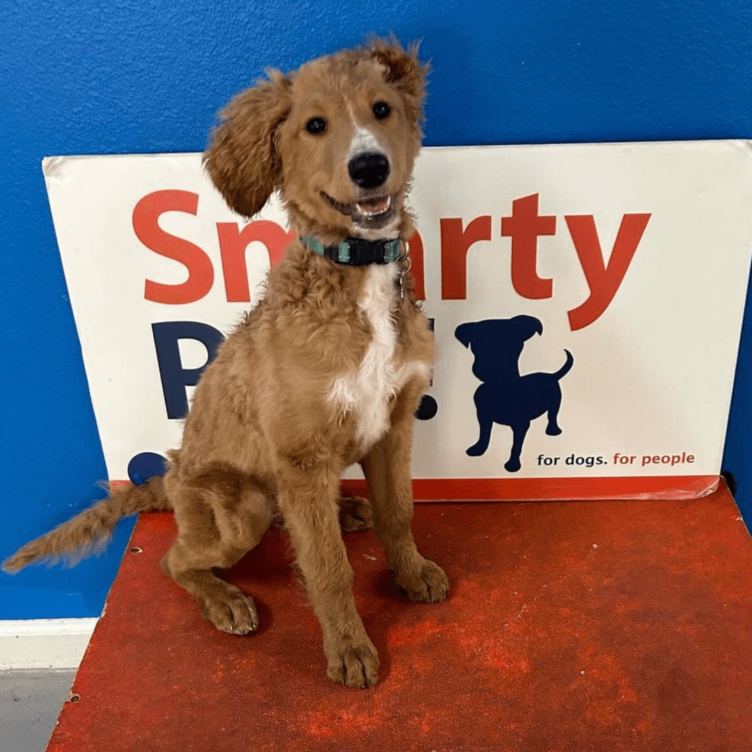 The Best Expert Puppy & Dog Training in San Francisco | SmartyPup!