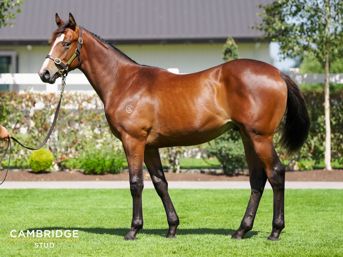 Sword Of State x Prose Poem