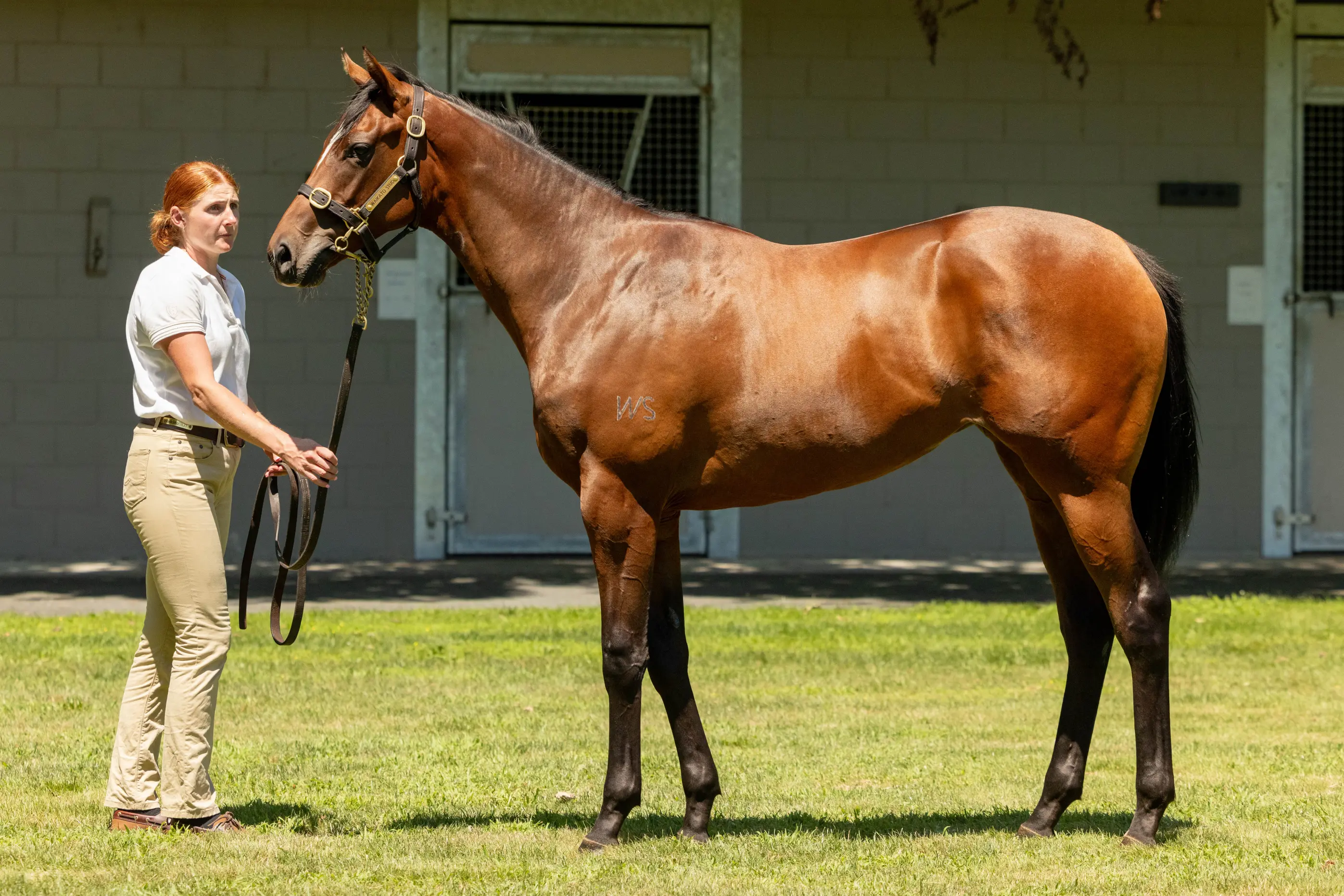 Ardrossan x Single Tail