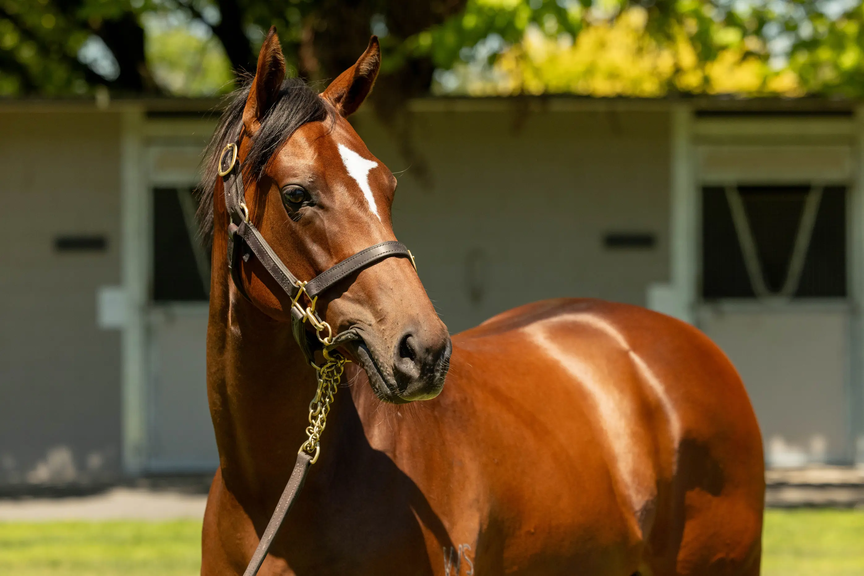 Ardrossan x Single Tail