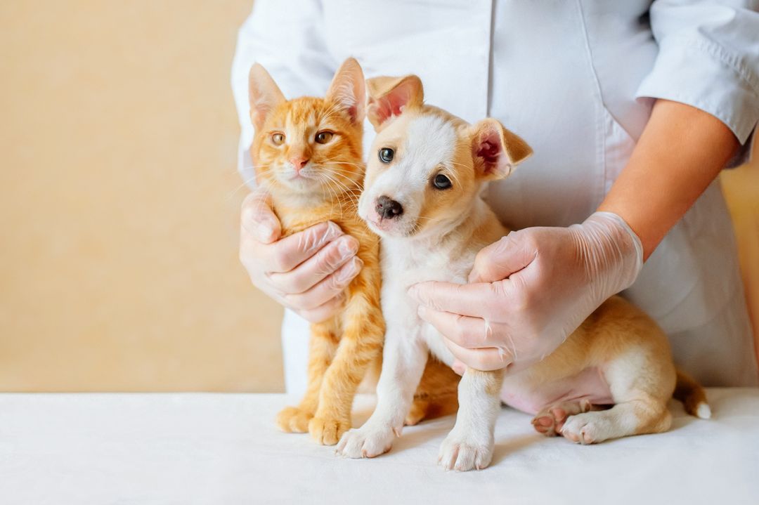 FHO Surgery for Pets in Orange Park, FL | Sandy Paws