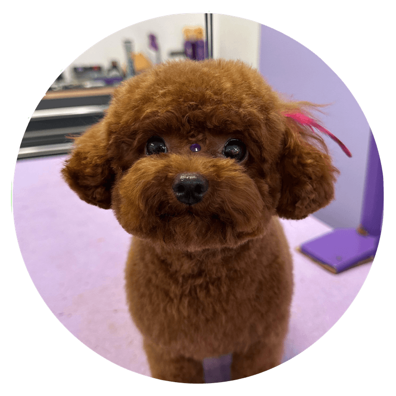 Groomaster: Pet grooming Salon | Loving, Professional Hygiene for dogs ...