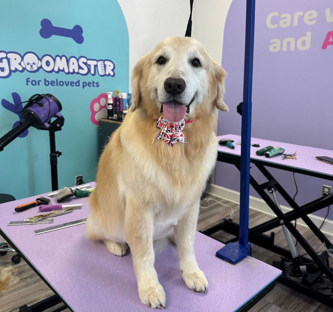 Groomaster: Pet grooming Salon | Loving, Professional Hygiene for dogs ...