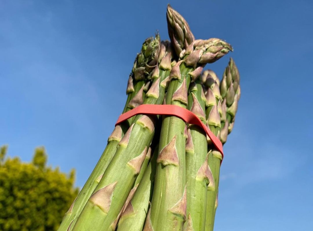 Norfolk Pub & Restaurant with Local Cuisine | Bedingfeld Arms