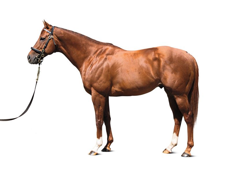 2026 Stallion Book Snippets - Night Of Thunder