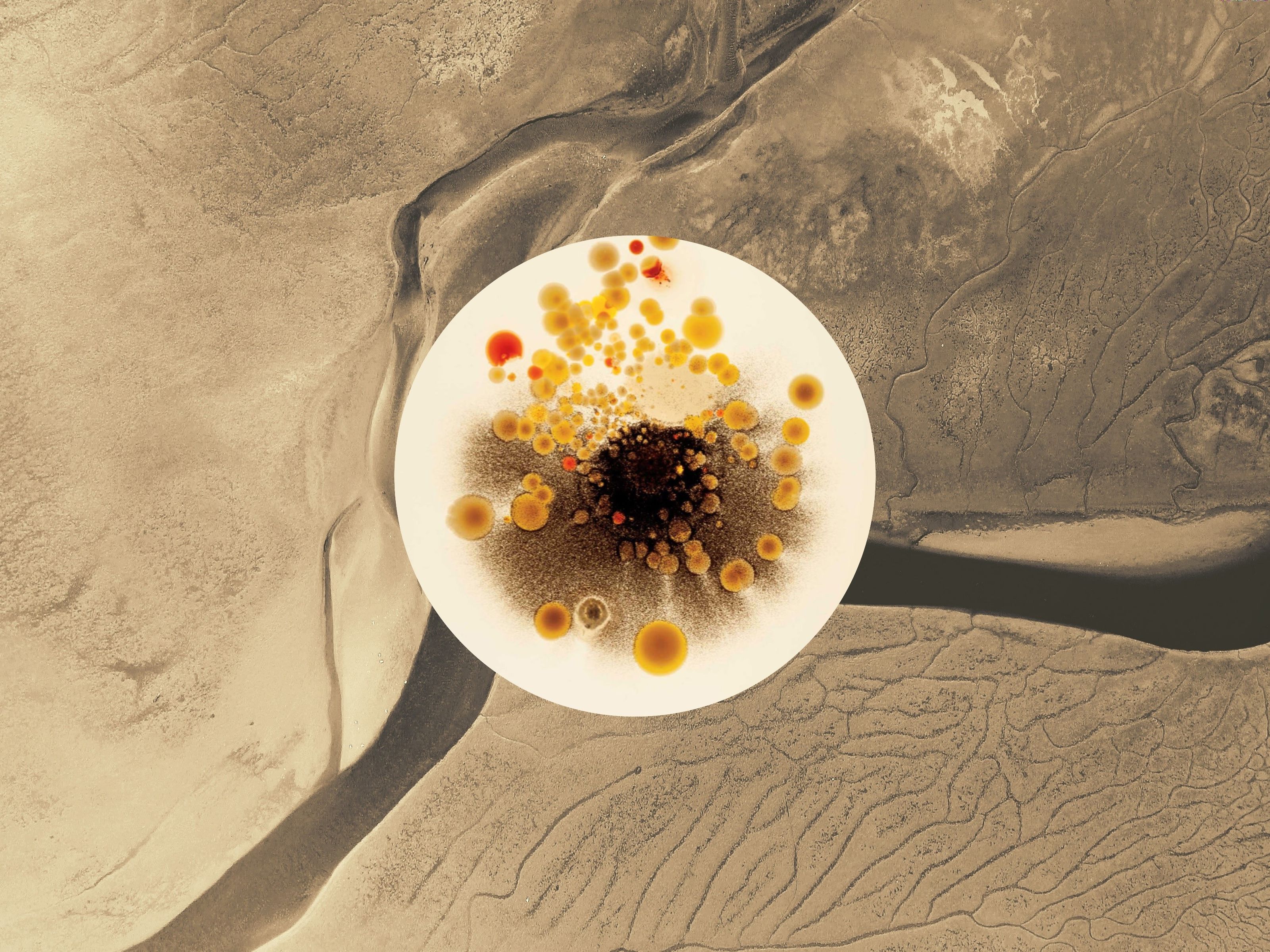 A&U Study + Product Concept Test for Seed Health | Insight by Design