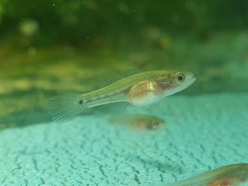 Finterest