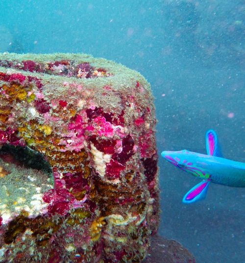 Resting Reef
