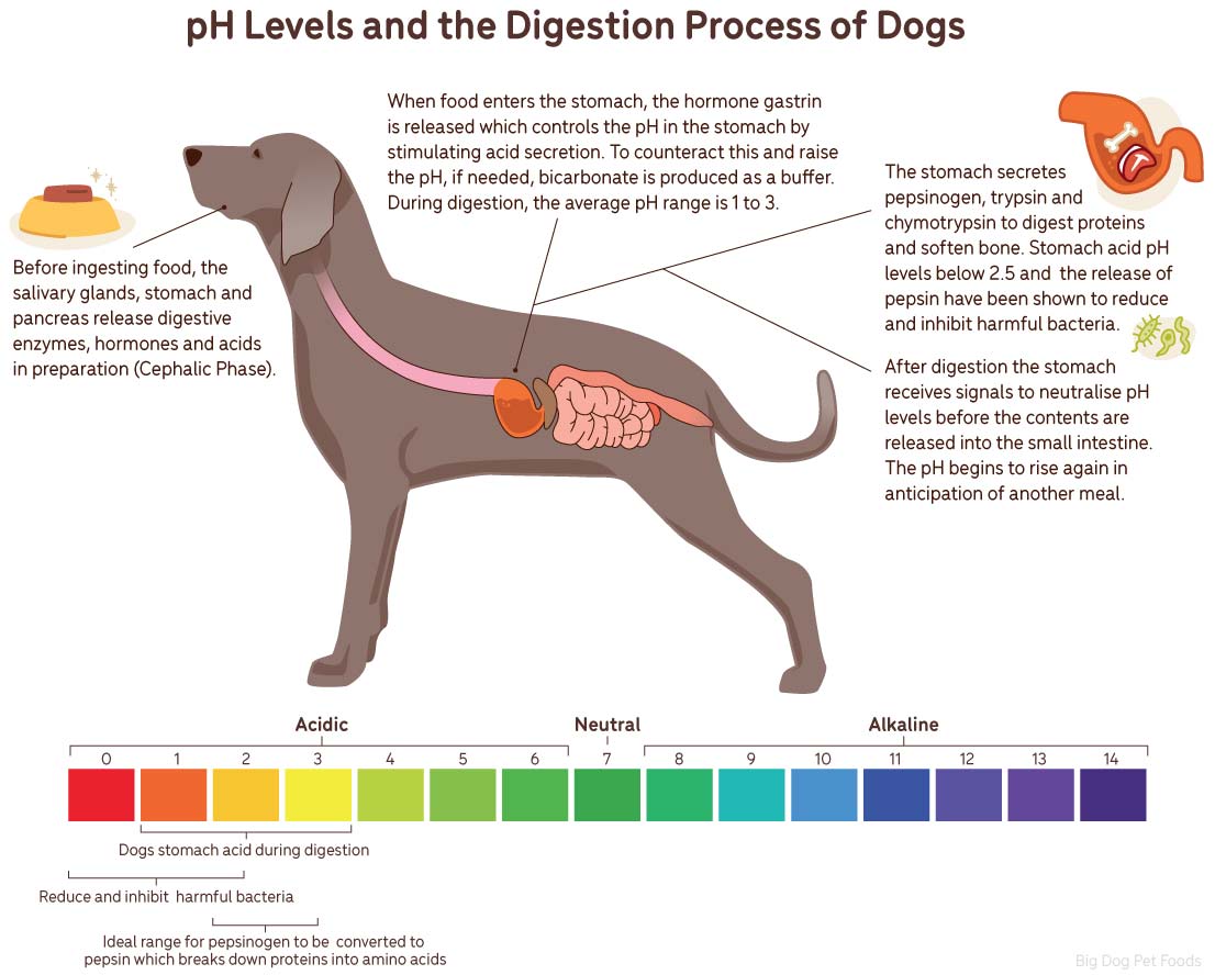 Digestion rates, stomach acidity and co-feeding your pet - Guides | Big ...