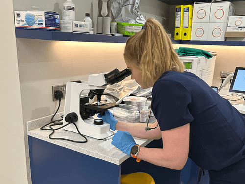 Our Veterinary Services | Hello Vet